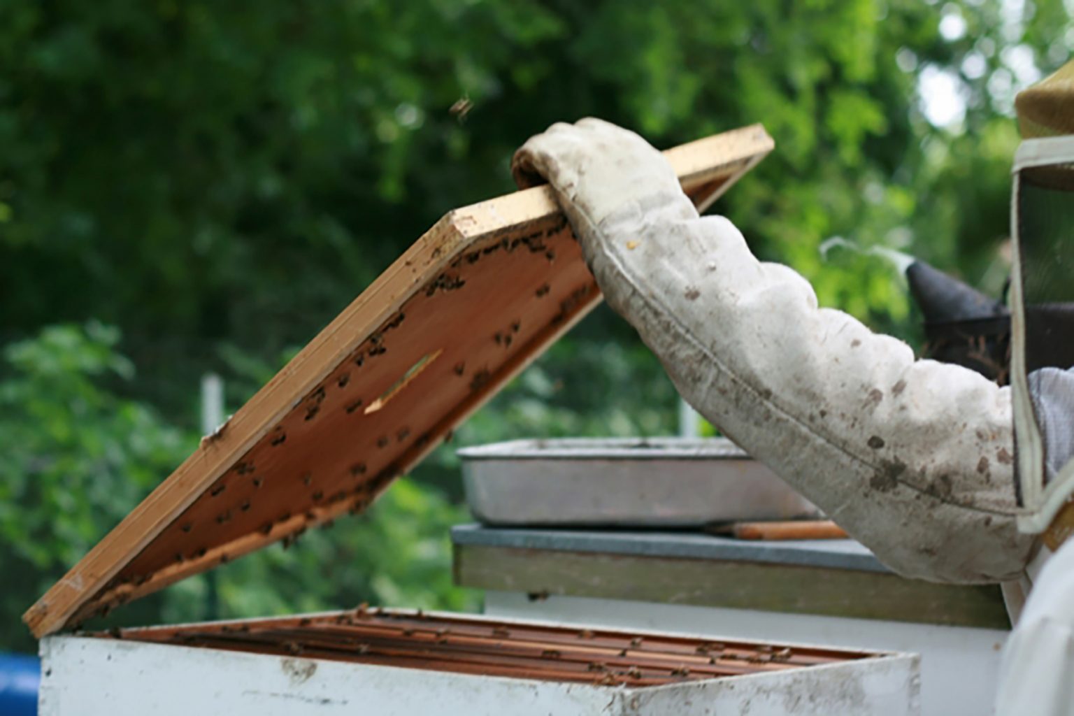 Using a Beehive Inspection Checklist - Backyard Beekeeping